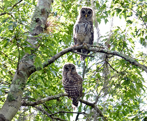 Meetings – Cape Cod Bird Club